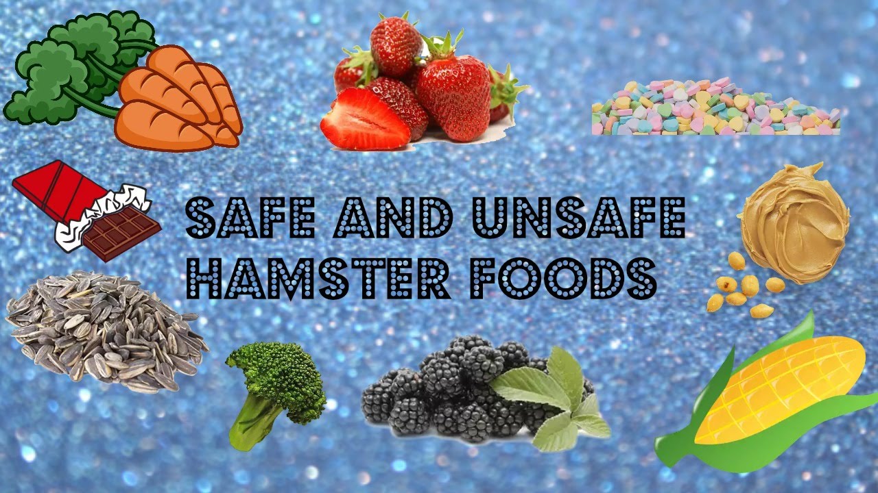 Safe and Unsafe hamster foods - YouTube