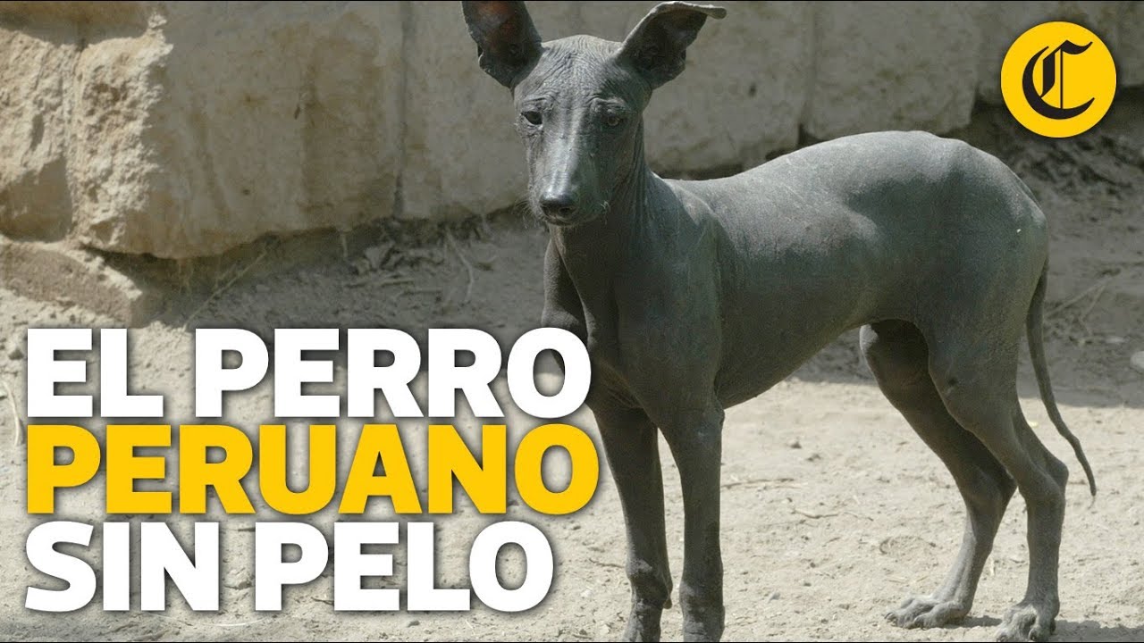 El perro peruano cumple 24 años como raza oficial - YouTube