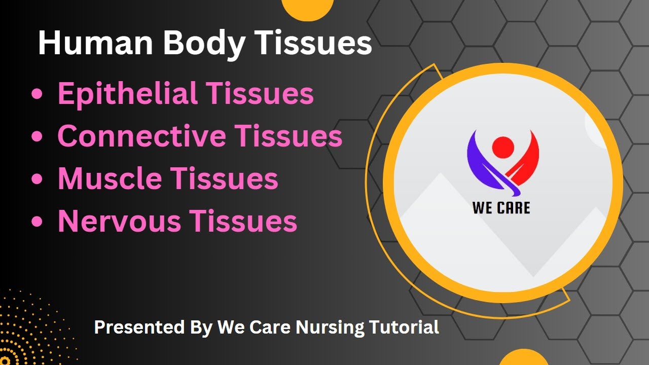 Definition, types and function of human body tissues - YouTube