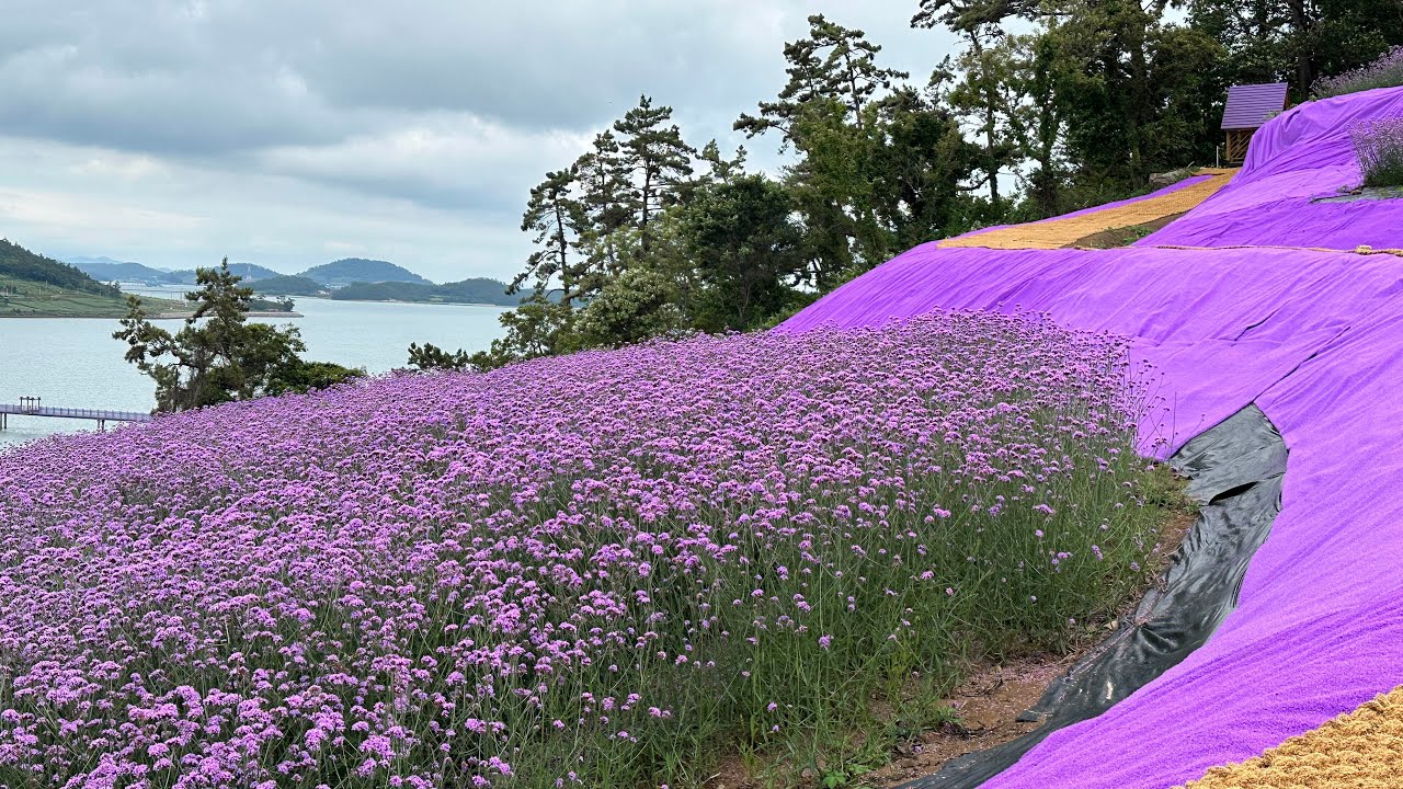 Shian Purple Island (신안 퍼플섬) 230621 - YouTube