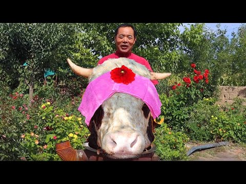 68 kilo [İnek başı] güverek ve tütsülenmiş, Hasat'ı kutlayın! | Kral Gourmet