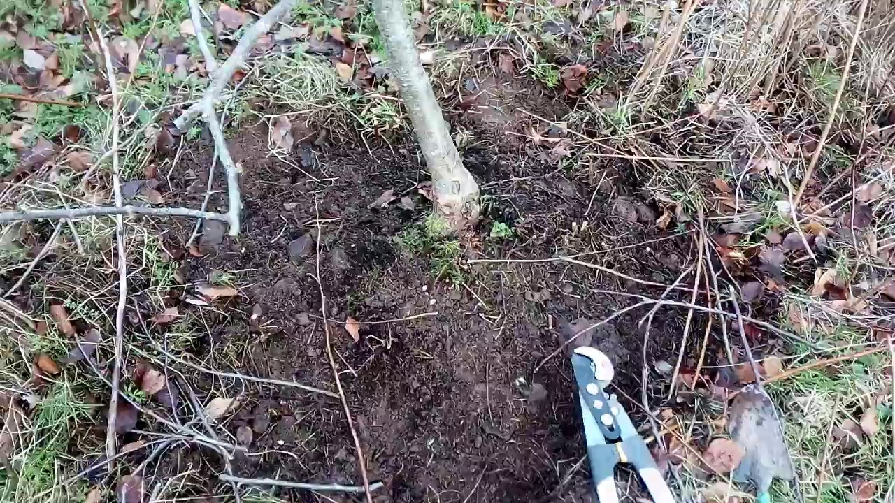 Final pruning cuts for shape and healthy branches - YouTube