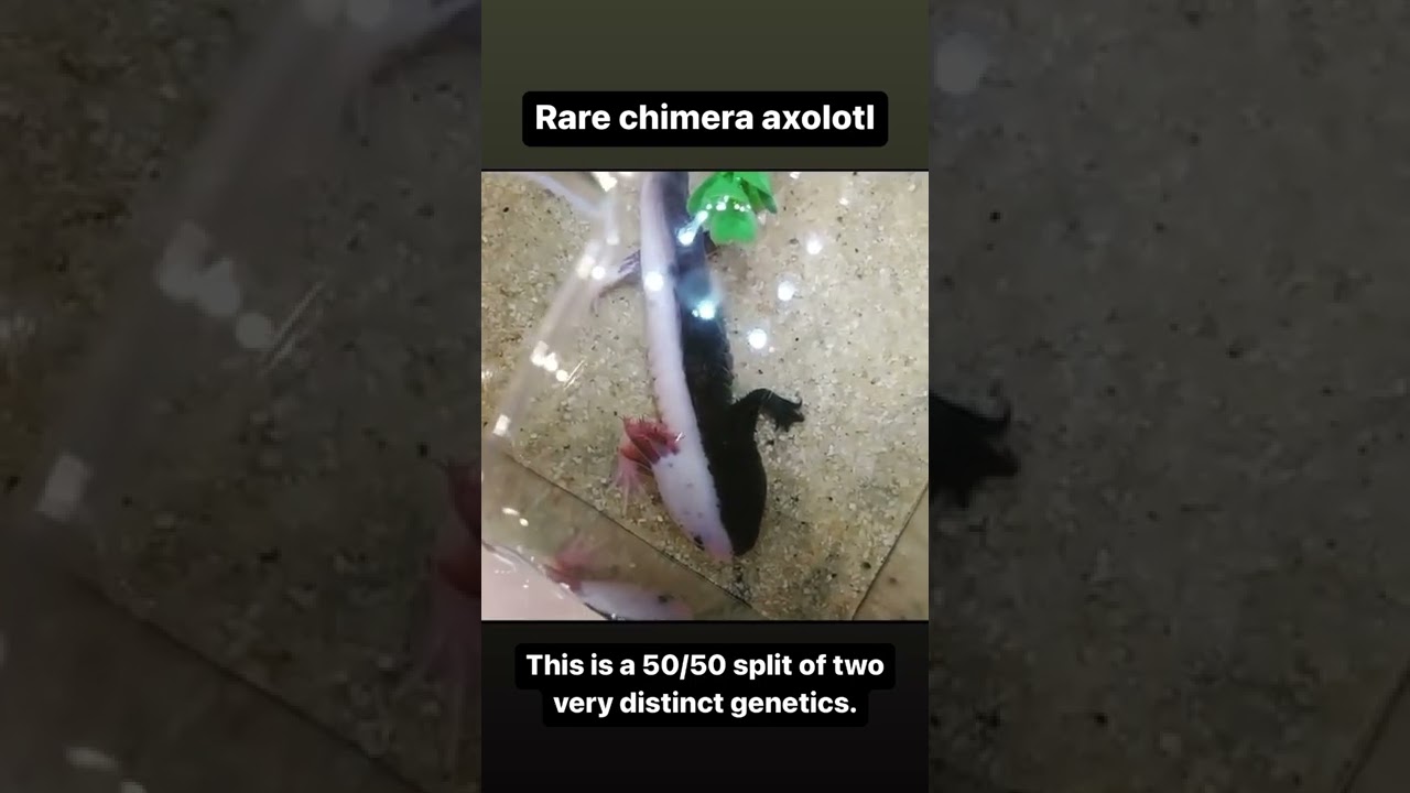 Chimera Axolotl