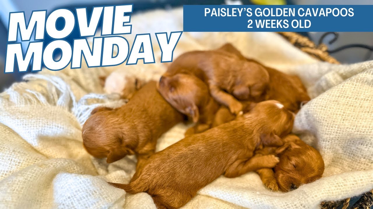 Paisley's Golden Cavapoos 1 week old - YouTube