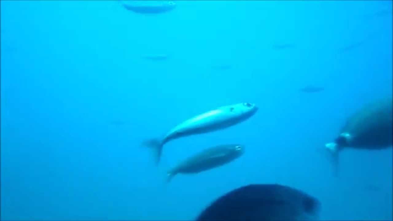 Fish View From Submarine Window - YouTube
