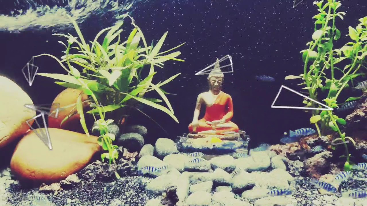 Morph Fish - African Cichlids - YouTube