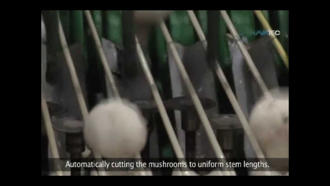 Mushroom Sorting - YouTube