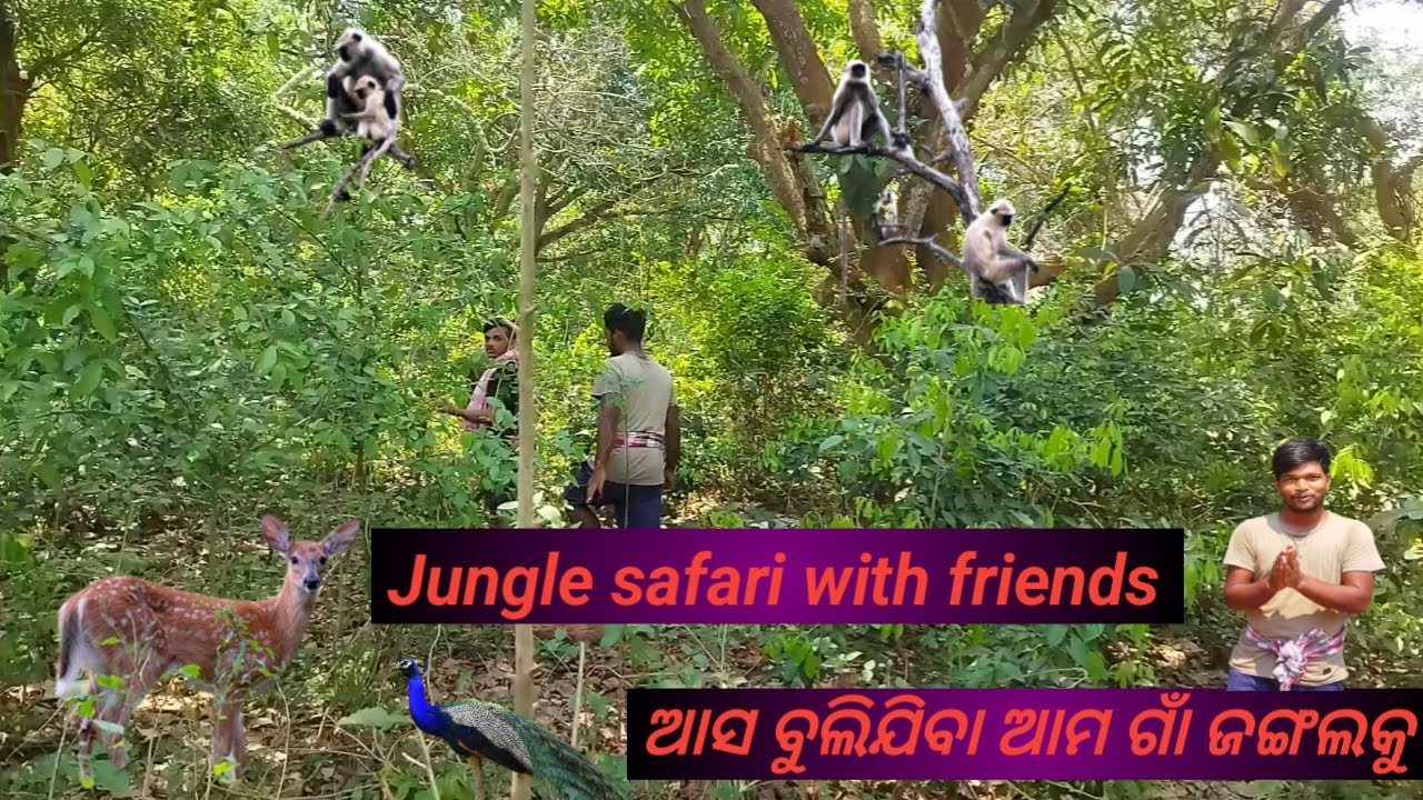 Jungle safari in india/ଆସ ବୁଲିଯିବା ଆମ ଗାଁ ଜଙ୍ଗଲକୁ/forest travel vlogs ...