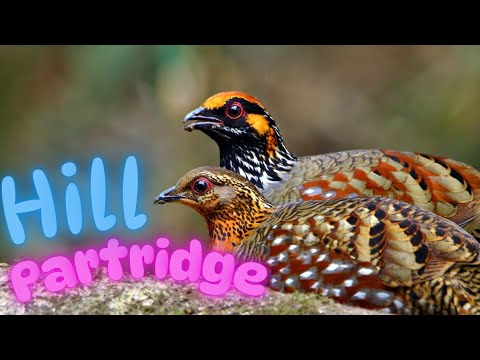 Hill Partridge/ Common Hill Partridge/Necklaced Partridge... - YouTube