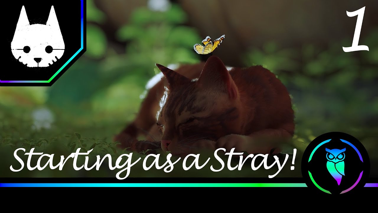 Starting out life as a Stray | Episode 1 | Stray - YouTube