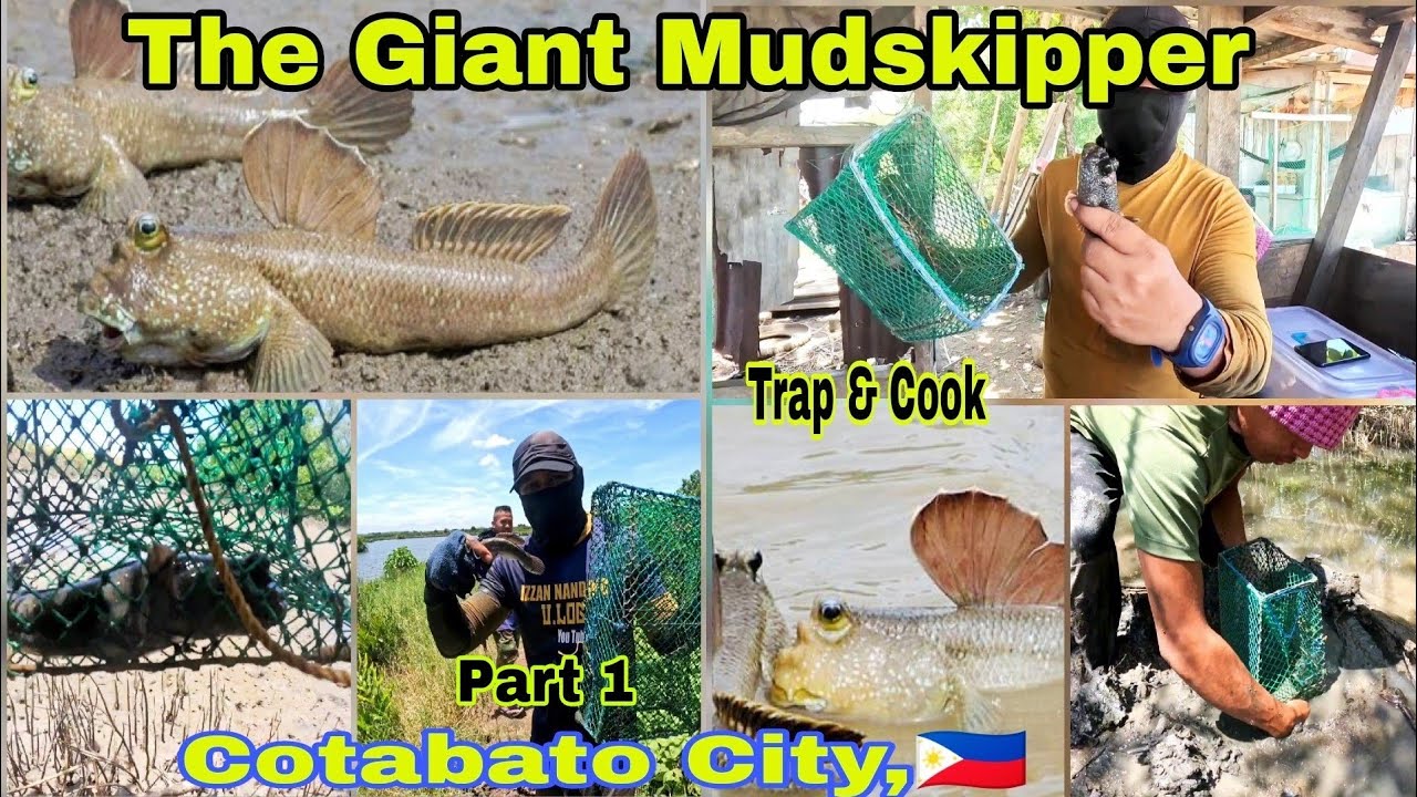 Amazing Strategy how to Trap Huge Mudskipper in the hole | Catch & Cook ...