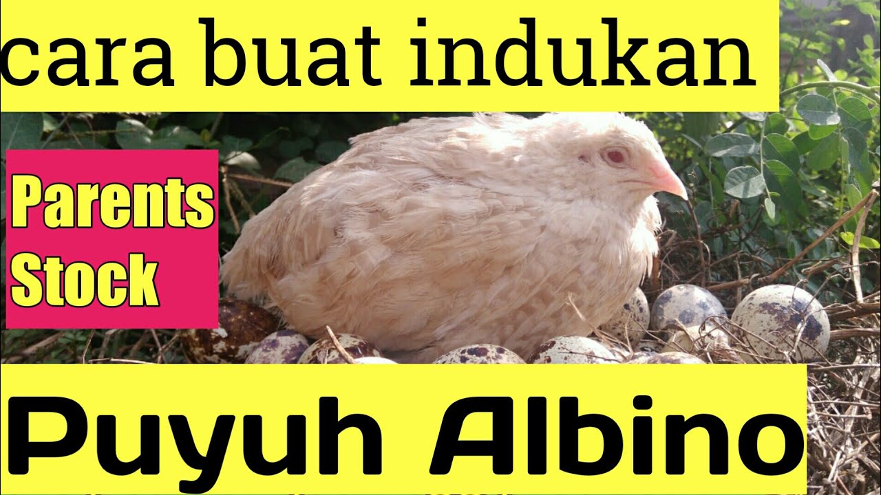 Cara membuat indukan Puyuh Albino-how to make albino quail brooders ...