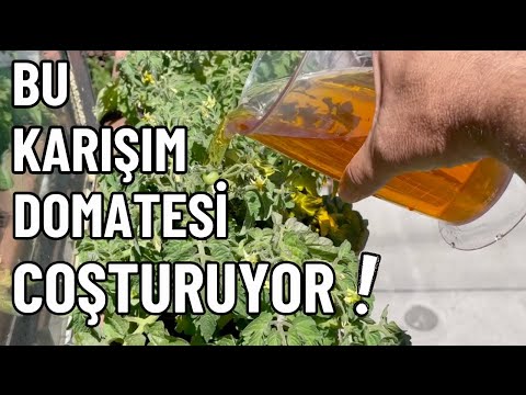 Ev Yapımı Soğan Kabuğu Sıvı Gübre Tarifi %100 Etkili