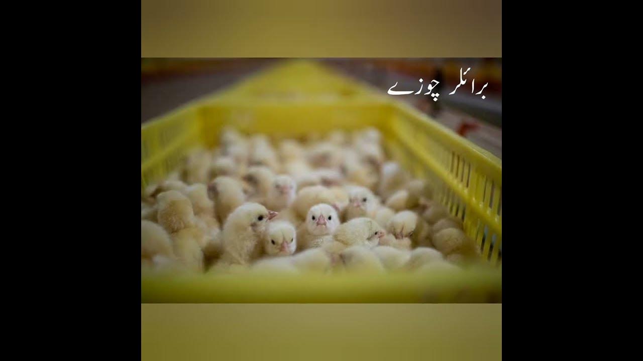RAHIM YAR KHAN 13 04 22 POULTRY CHICKEN PRICE IN RAHIM YAR KHAN YouTube rahim-yar-khan-13-04-22-poultry-chicken-price-in-rahim-yar-khan-youtube