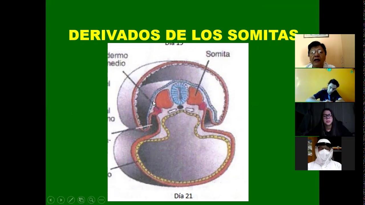 Video clase derivados del mesodermo. Plegamientos - YouTube