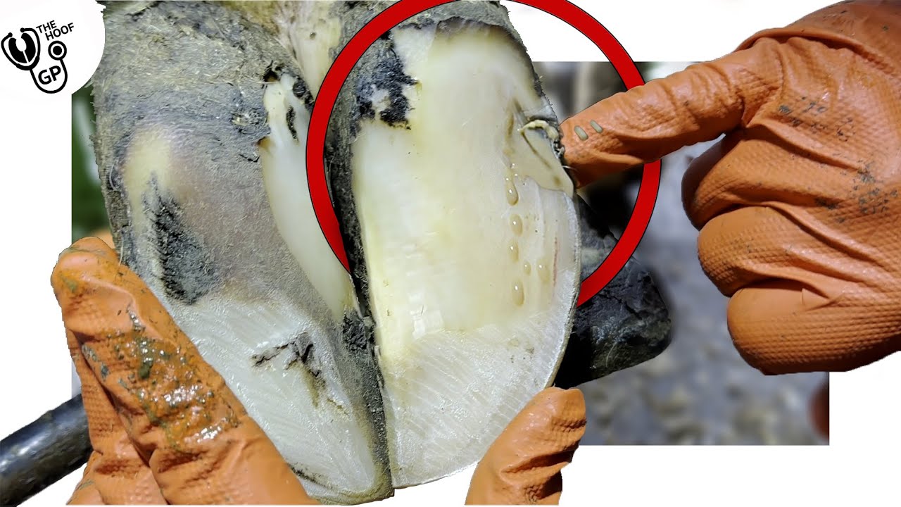 PUNCTURED cow's hoof OPENED right up! - YouTube