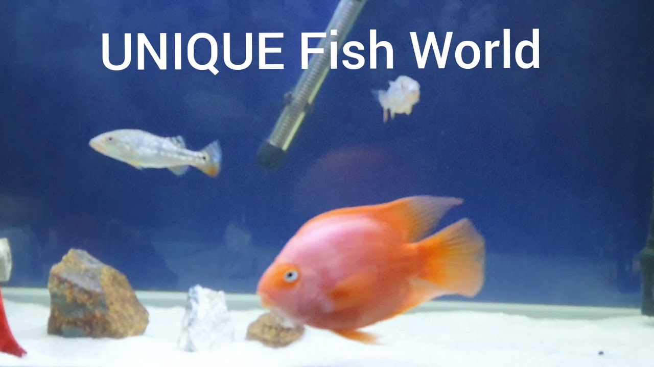 Parrot fish & Peacock bass. - YouTube