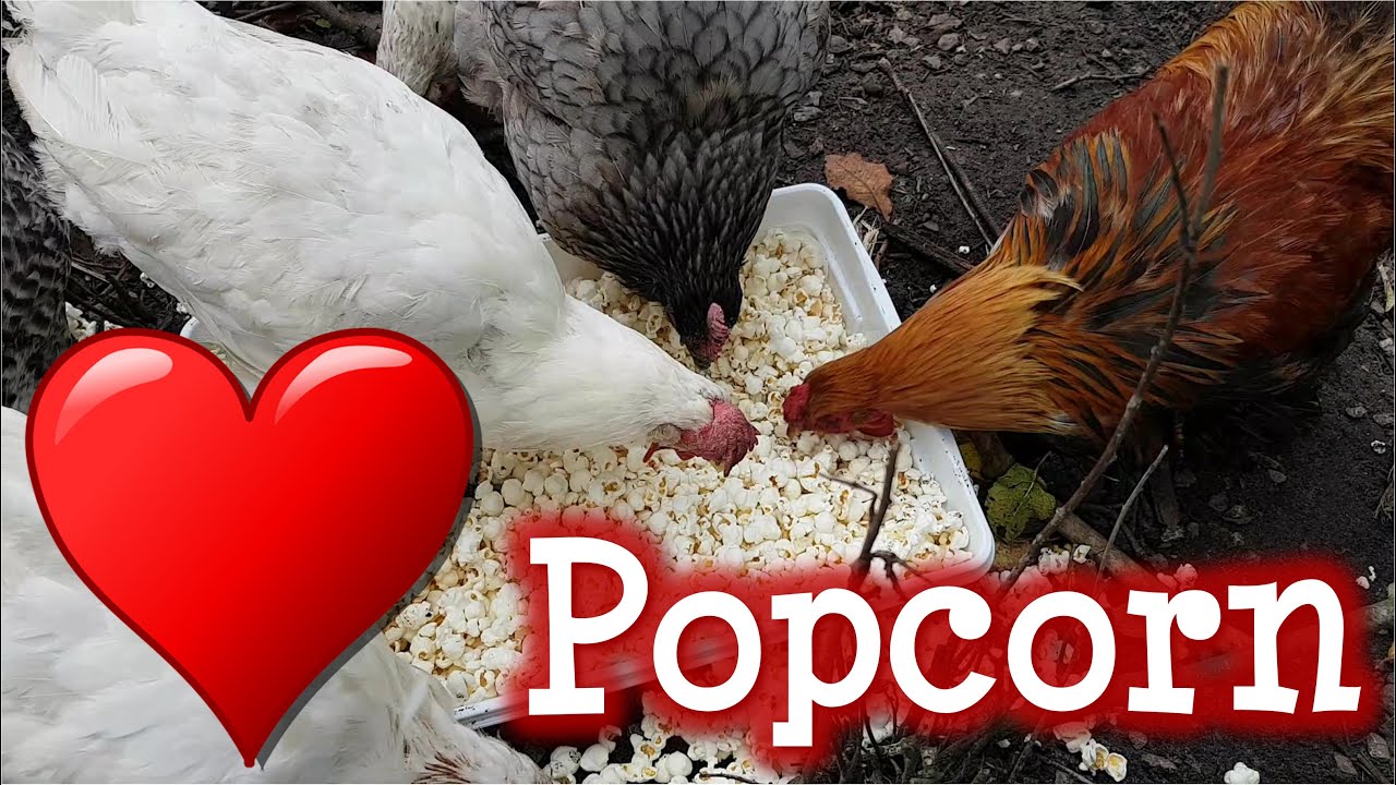Homestead Chickens eating POPCORN ☆ Silent Vlog ☆ Chicken Bites ♡ 6 ...