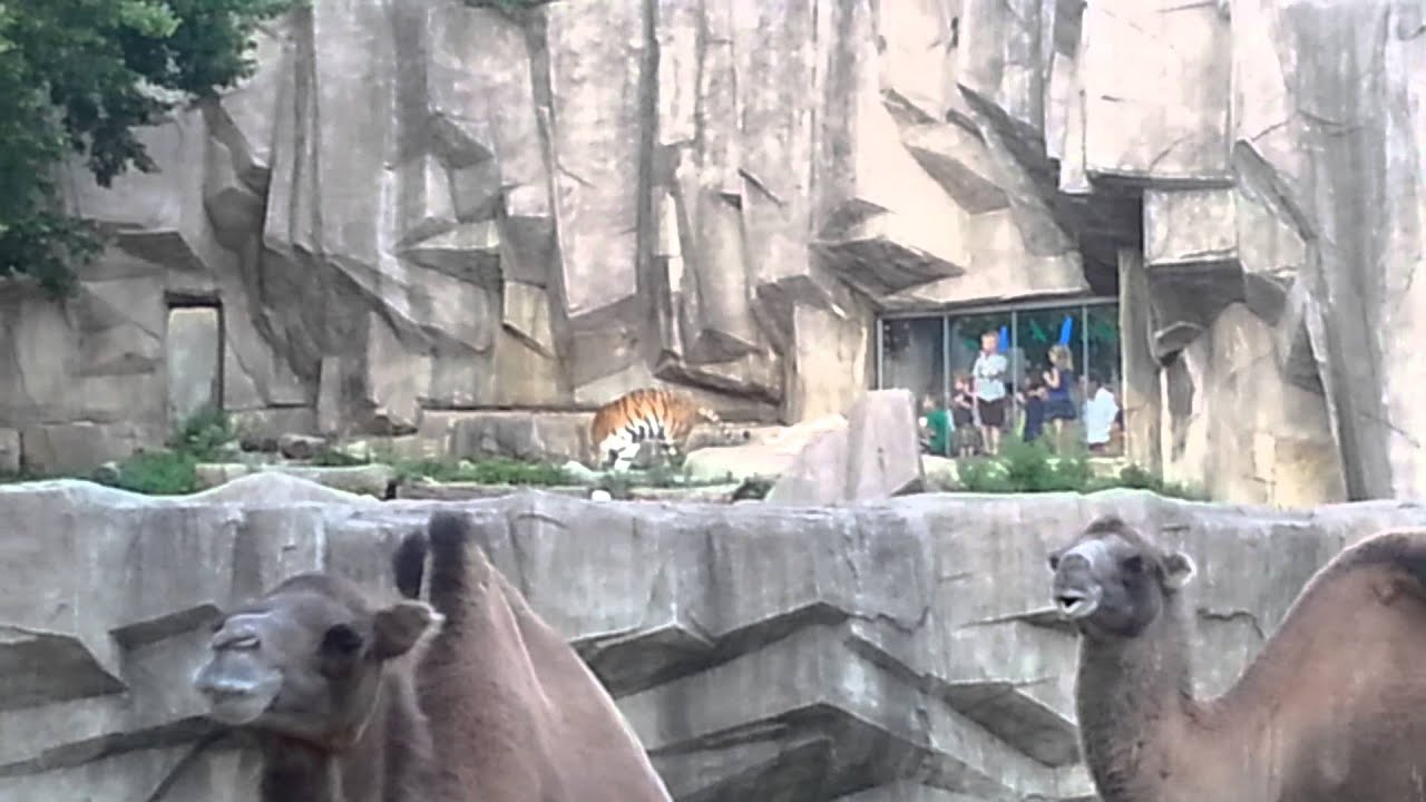 Ever see a tiger poo in the zoo - YouTube