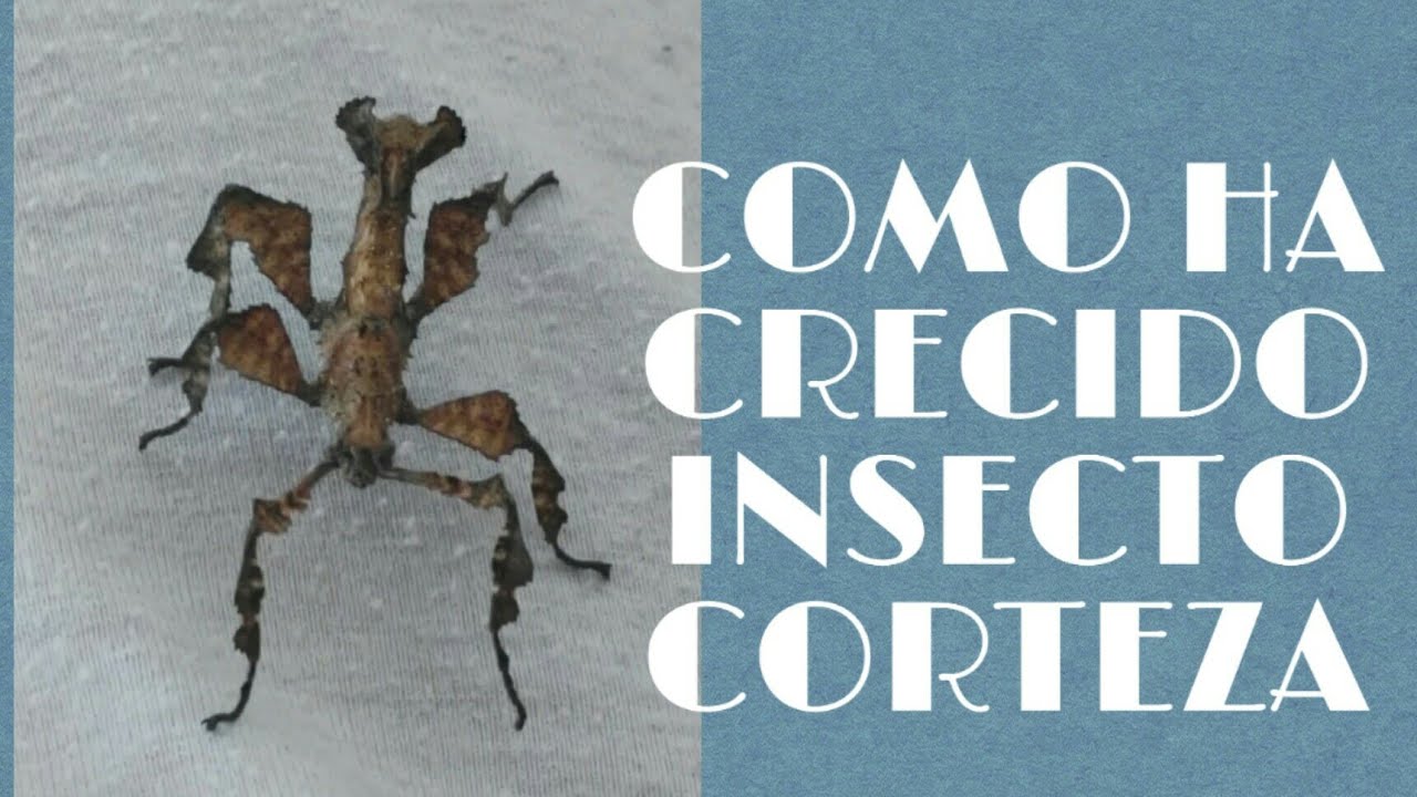INSECTO CORTEZA. COMO HA CRECIDO!!!!!! - YouTube