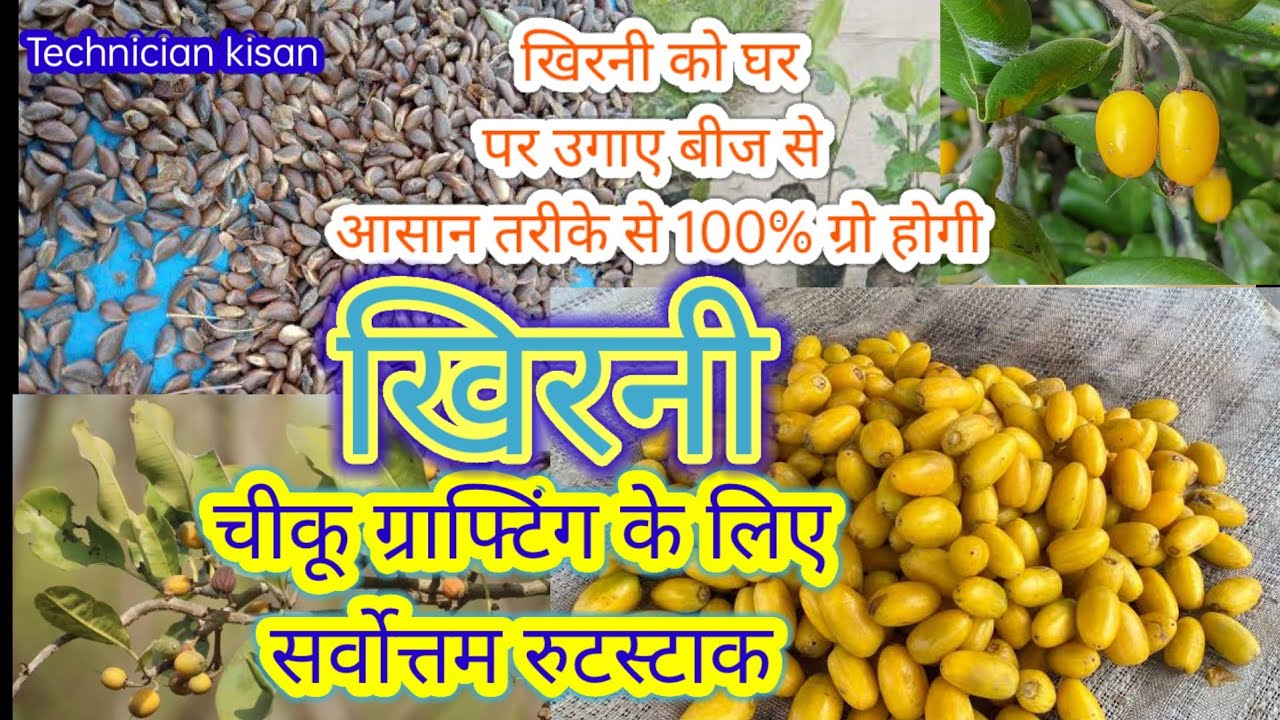 खिरनी को बीज से उगाए घर पर आसानी से! Khirni seeds grow easy at home ...