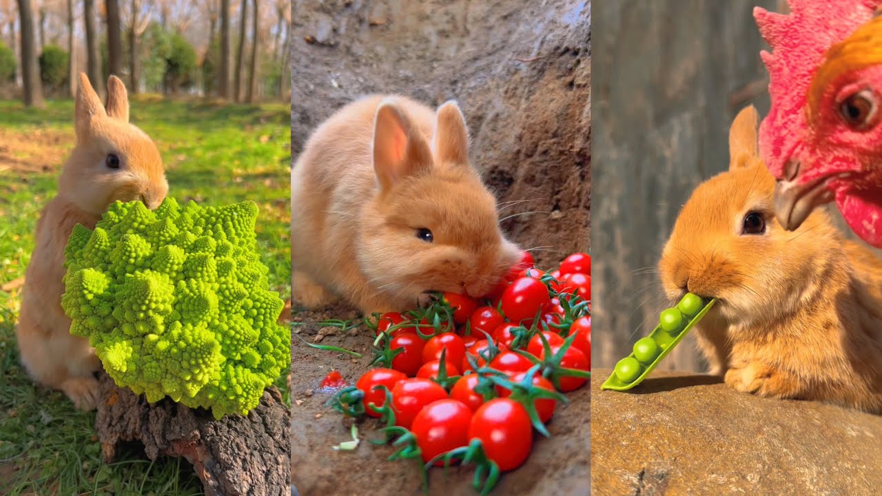 ASMR Rabbit Eating Compilation | Douyin - YouTube