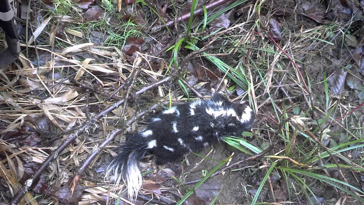 Oregon trapping 2012/2013 part 4 - mink, spotted skunk and opossum ...