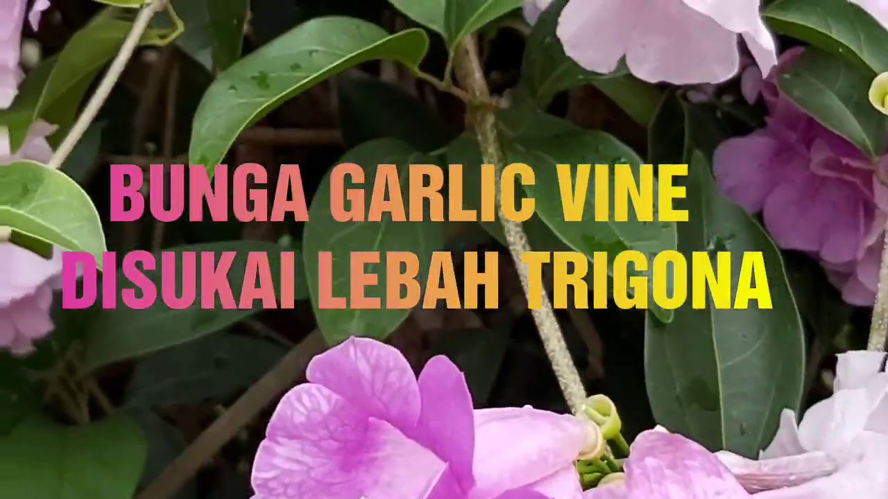 TERNYATA....!!!! BUNGA GARLIC VINE DISUKAI LEBAH TRIGONA - YouTube
