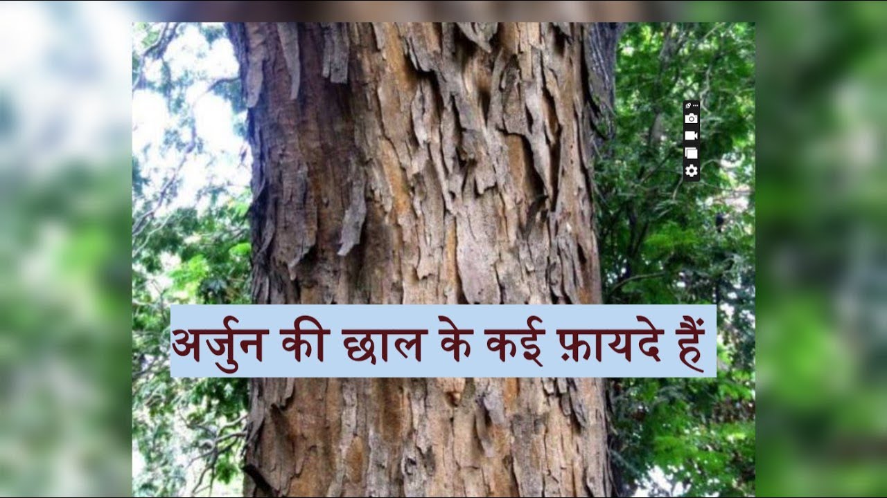 Arjuna Chhali Juice"-Best for Heart Blockage and Cholestrol - YouTube