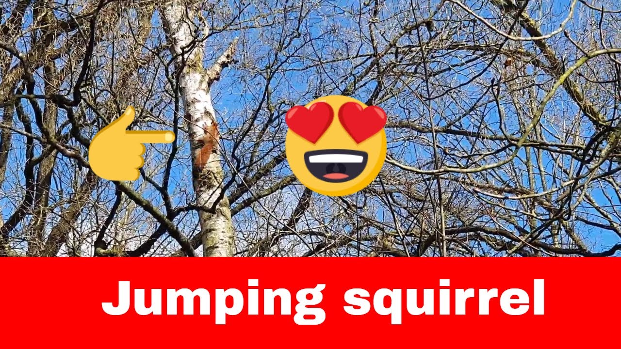 jumping-squirrel-calm-pop-music-for-dancing-and-jumping