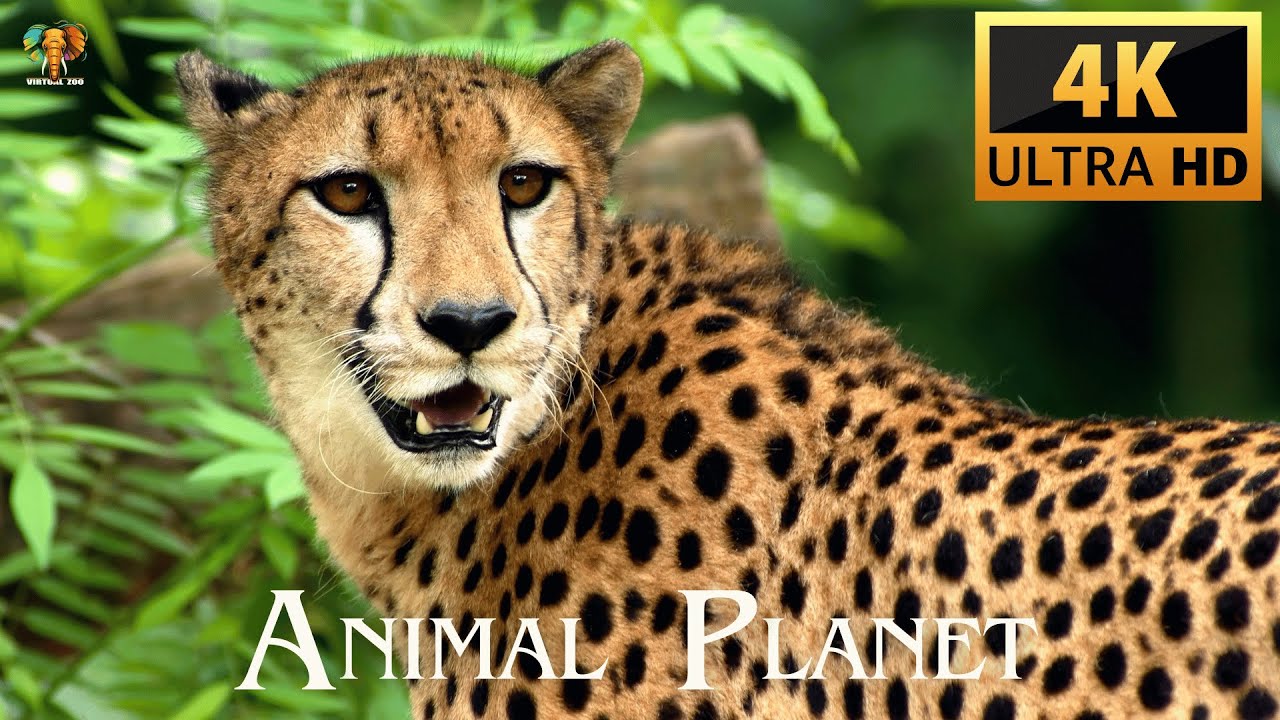 4K Animal Planet Ultra HD Nature Documentary - YouTube