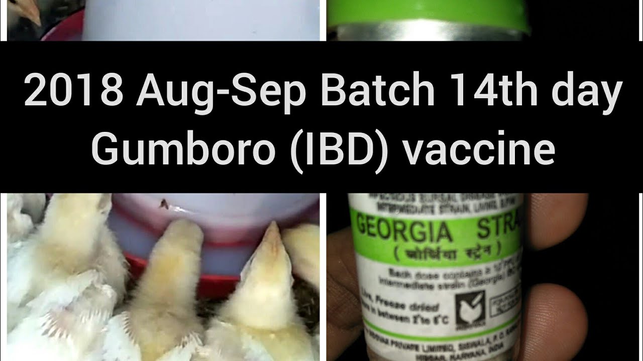 14th day of broiler birds Gumboro IBD vaccine - YouTube