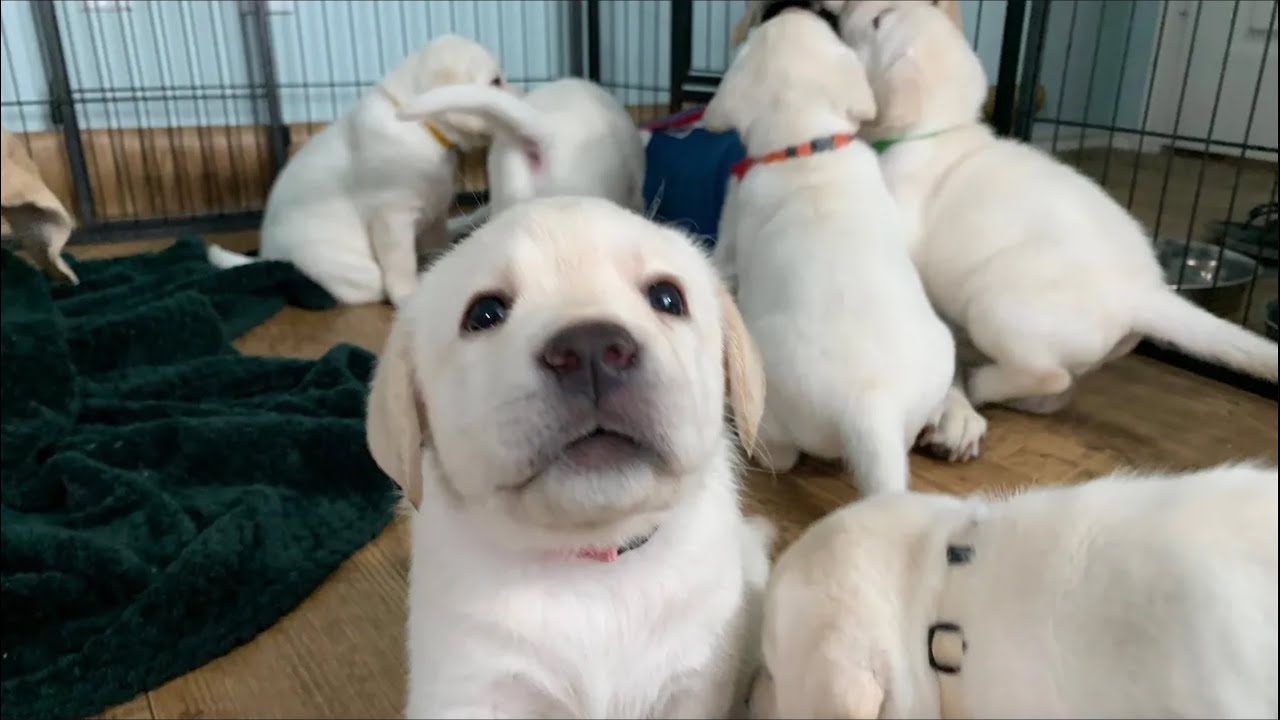 Puppy Cam Livestream REPLAY! 6 Cute Lab Puppies Charlie Brown & Linus # ...