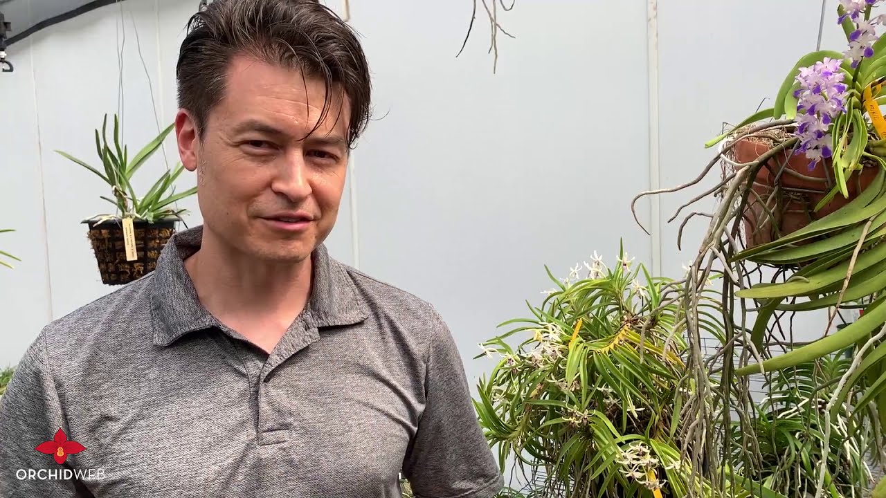 OrchidWeb - Jason Fischer goes through some of his Neofinetia ...