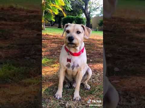 Cuando tú perro está todo menso - YouTube