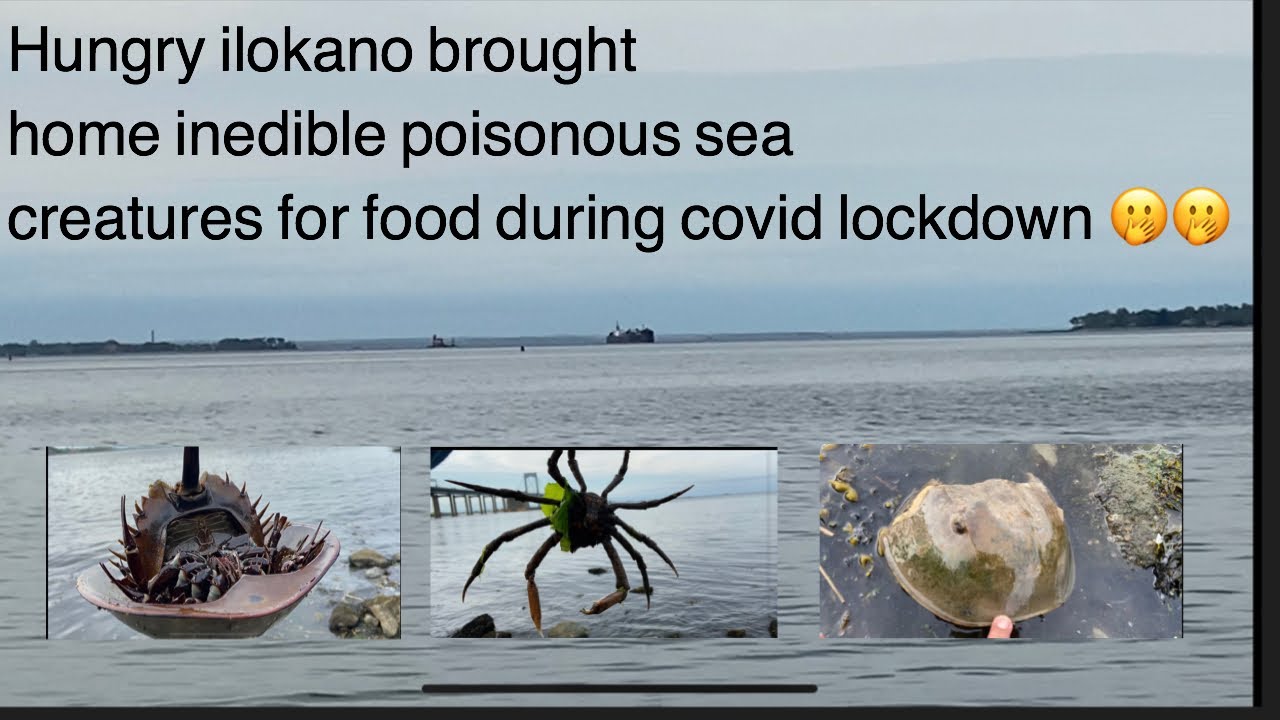 Ilokano in America desperately fish for food during Covid lockdown 😢 ...