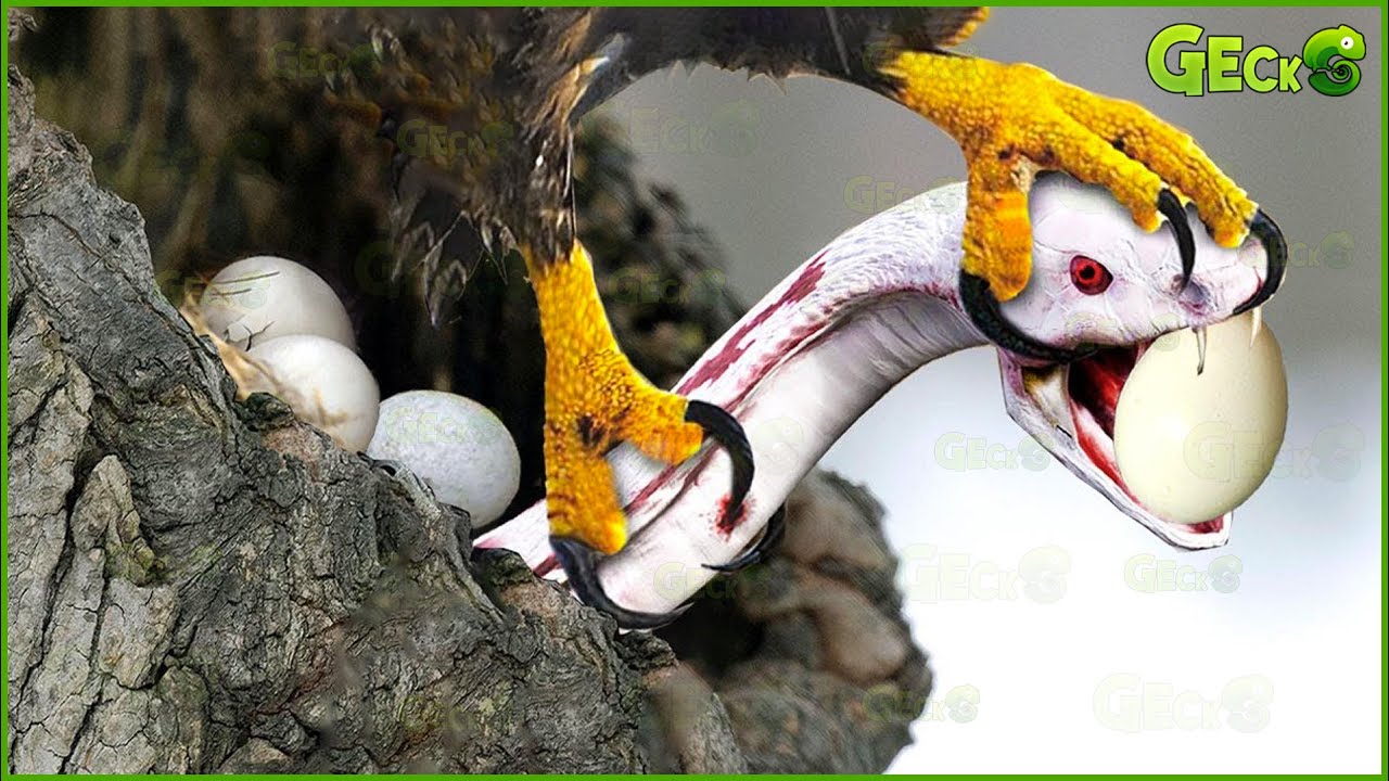 30 Intense Eagle Attacks, Cobra Devouring, and Prey Pursuits! | Animal ...