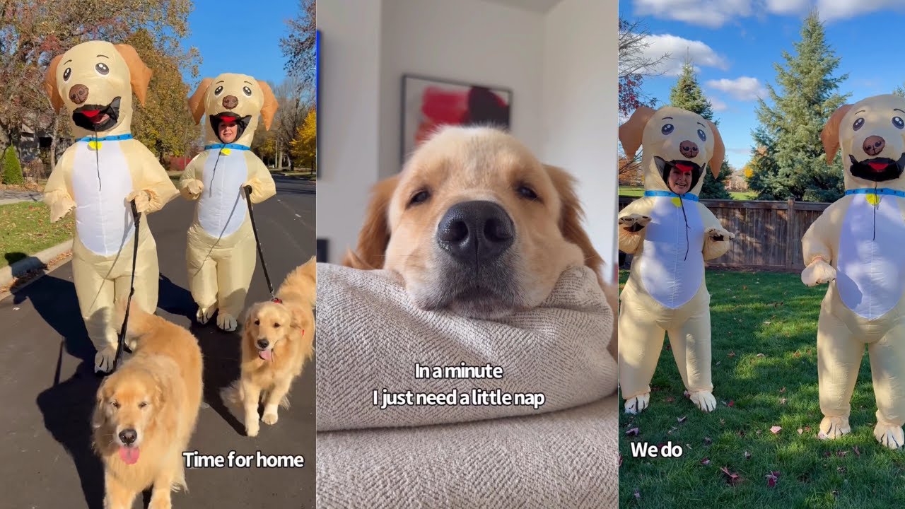 Swapping Roles With Our Goldens - YouTube
