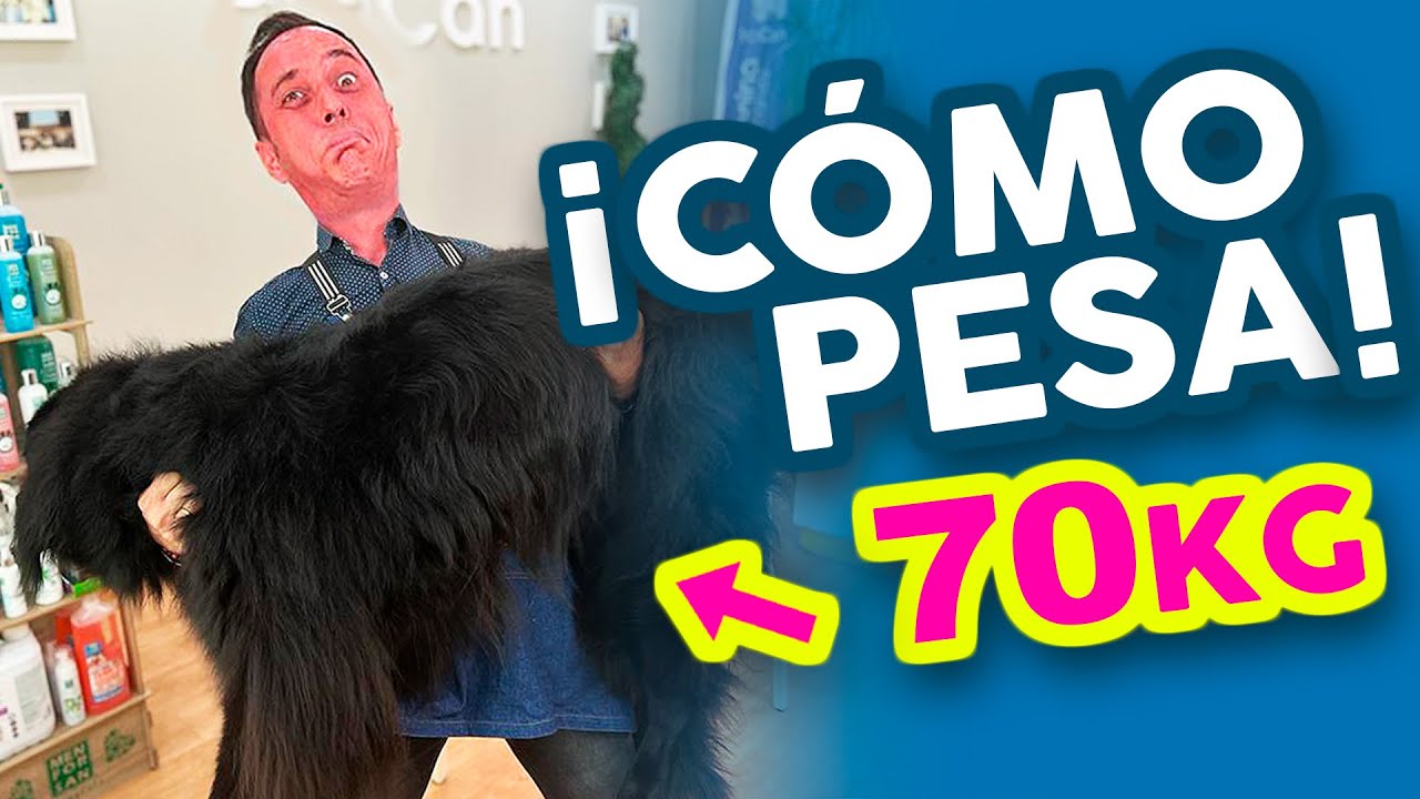 ¡No TE LESIONES! 🚑 Cómo LEVANTAR a un PERRO PESADO en la PELUQUERÍA ...