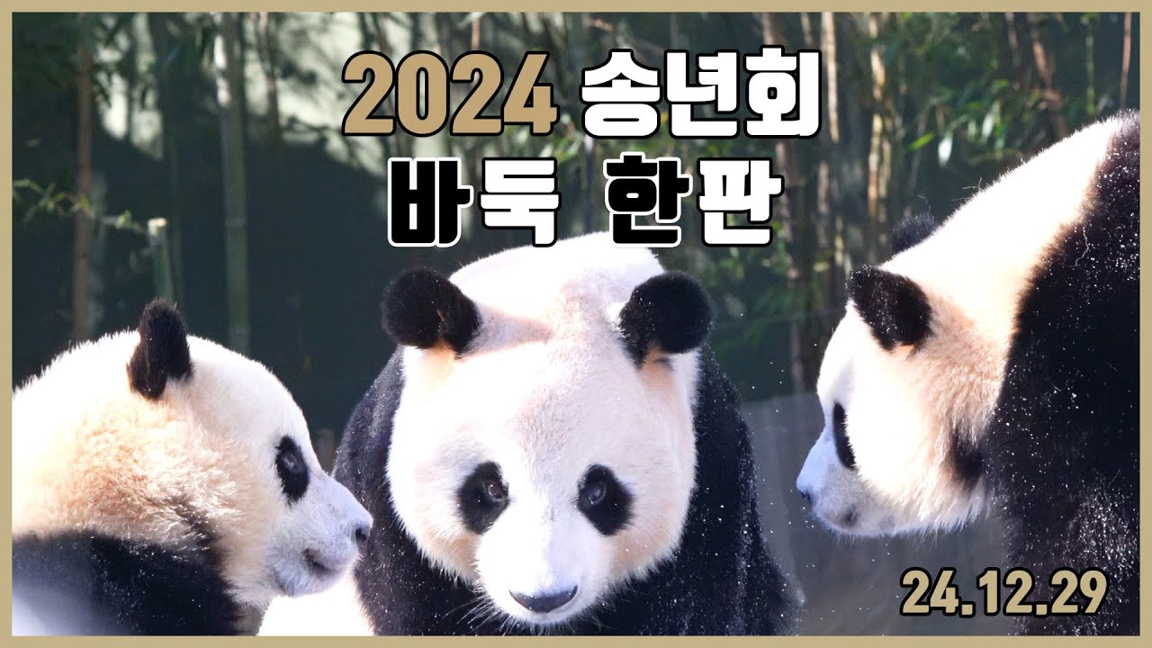 [4K] 백요리사 아이바오⚪ 흑요리사 루이 후이⚫ 판다 계급 전쟁! 睿寶 | Rui Bao | 輝寶 | Hui Bao ...