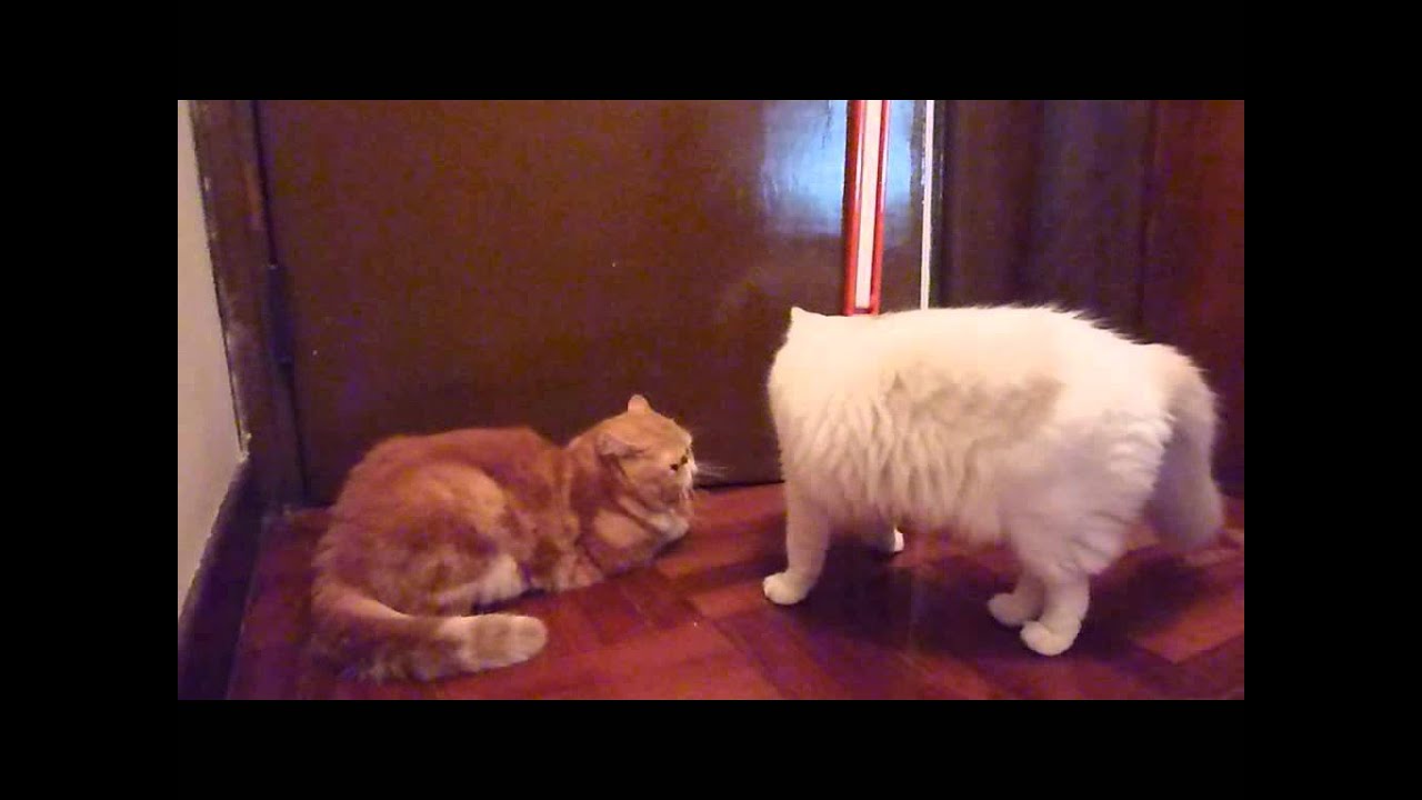 goldie betty fling ama string mix mus 1114 - YouTube