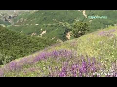 Pukeleka / Zıvıstano