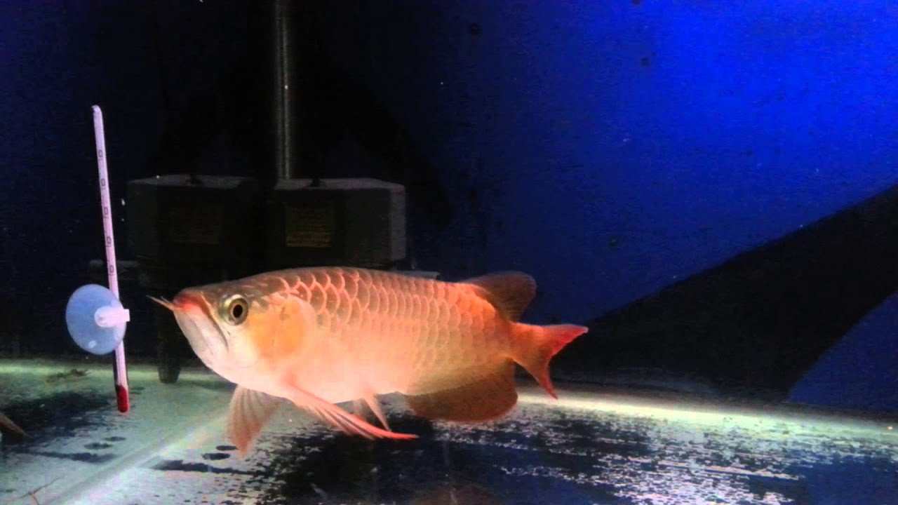 Arowana super red - YouTube