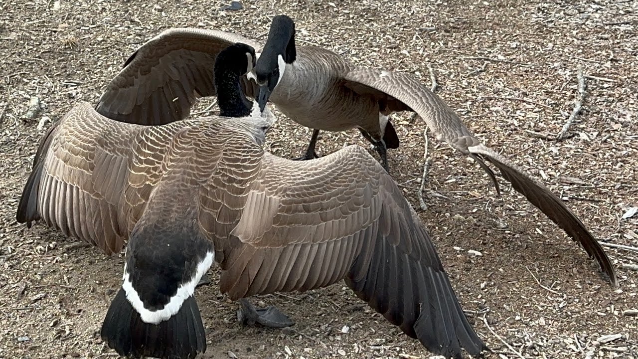 Canada Geese Fight! March 17, 2023 - YouTube