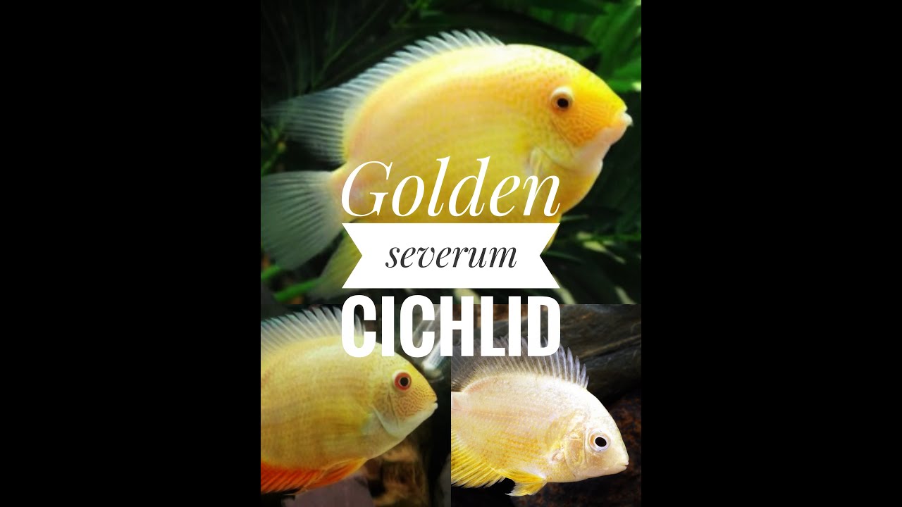 Golden Severum Cichlid - YouTube