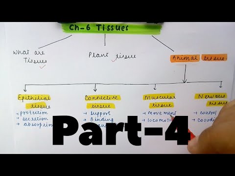 Muscular Tissue and Nervous Tissue|| Ch-6 Tissue Science|| Class-9 CBSE ...