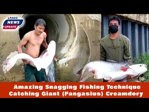 Amazing Snagging Fishing Technique Catching Giant (Pangasius) Creamdory ...