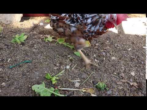 Tavuk Eşelenmesi (TEASER) - Chicken Breeding