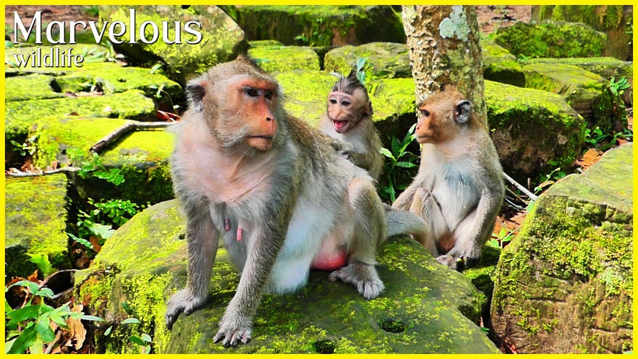 Lovely Scarlet's family..., Little Sann r/equiredd till momma allows ...