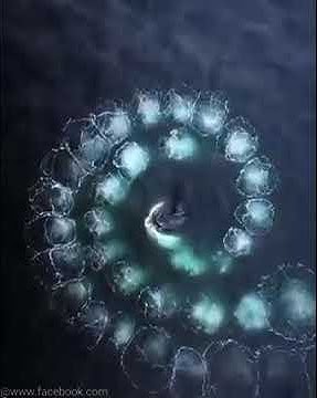Humpback Whales Using Fibonacci Sequence To Corrall Fish.. - Youtube